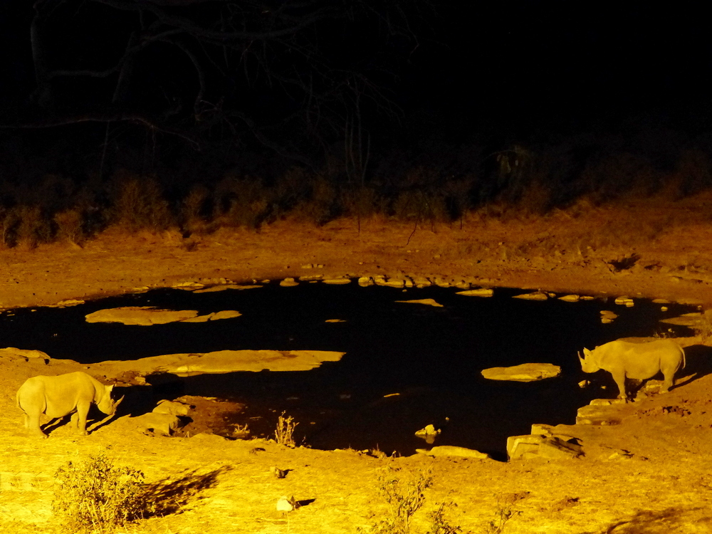 2 Spitzmaulnashörner am Wasserloch Halali in Etosha | d-pixx.de Forum