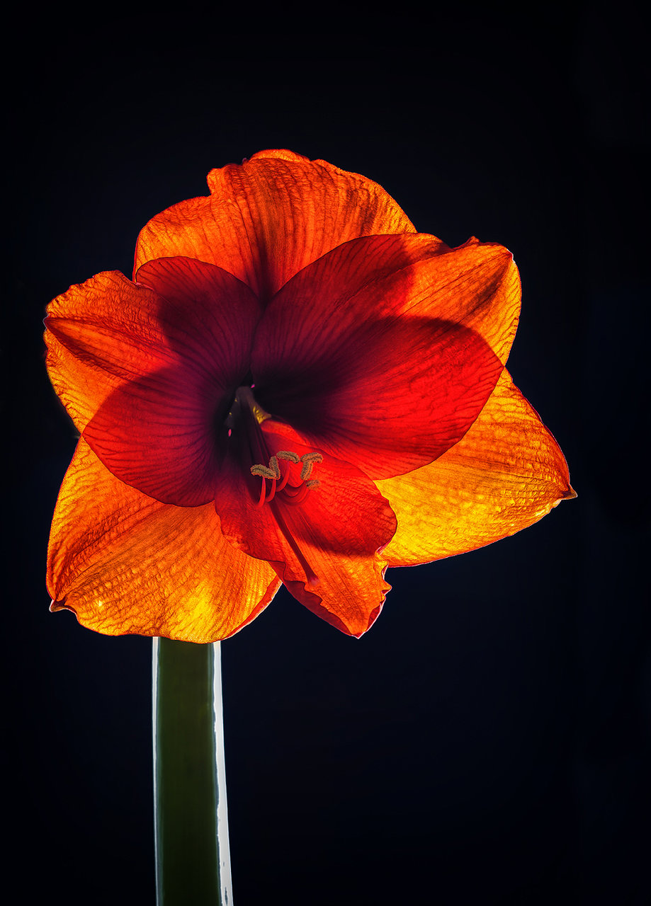 Amaryllis in rot | d-pixx.de Forum