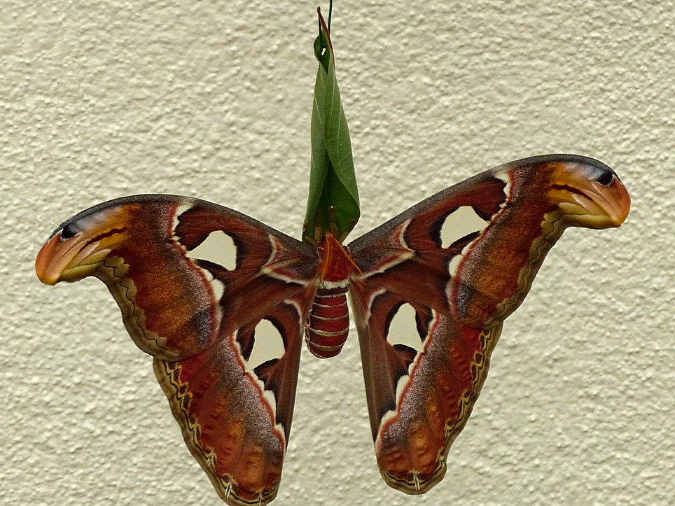 Atlasspinner | d-pixx.de Forum