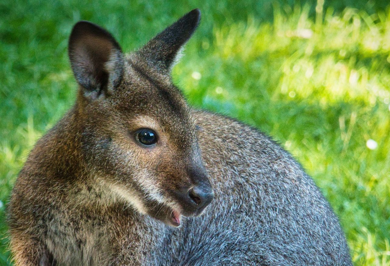 Bennett-Wallaby 2 | d-pixx.de Forum