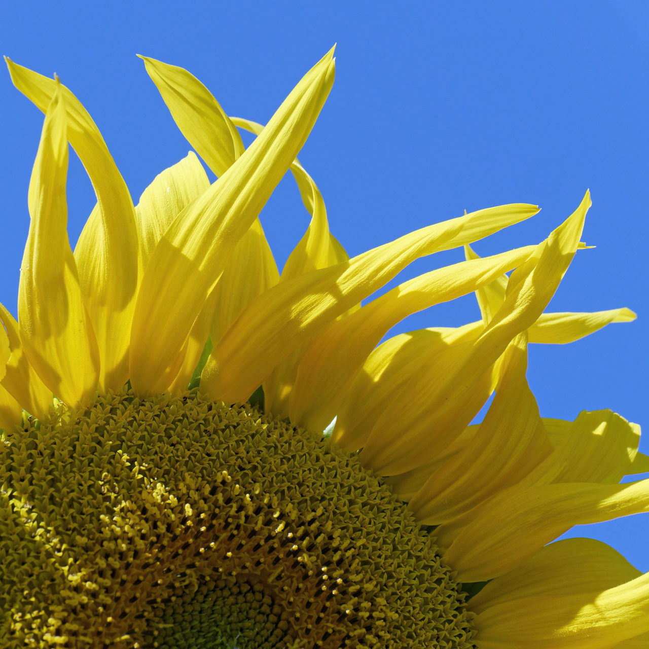 Blau - Gelb | d-pixx.de Forum