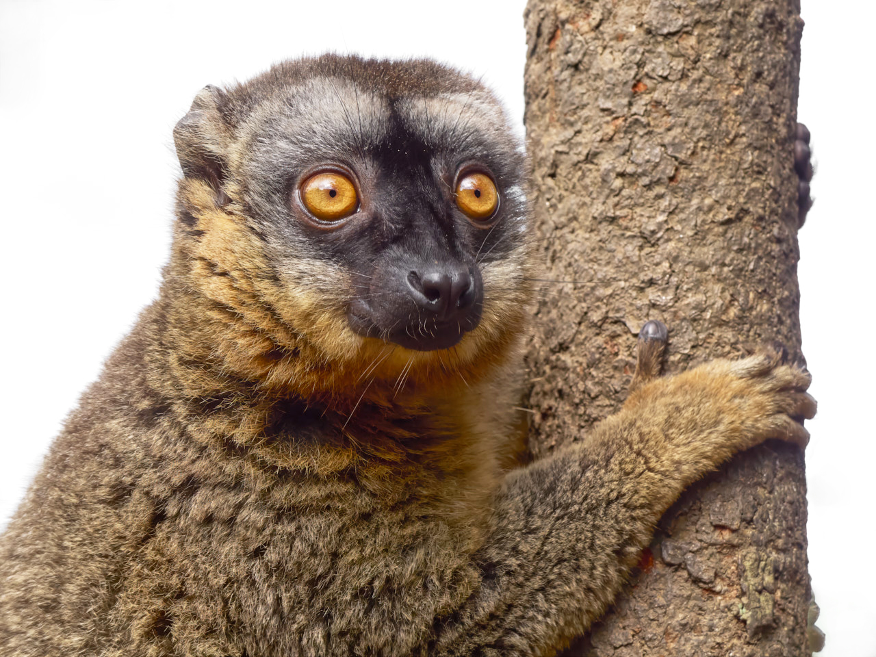 Brauner Maki | d-pixx.de Forum