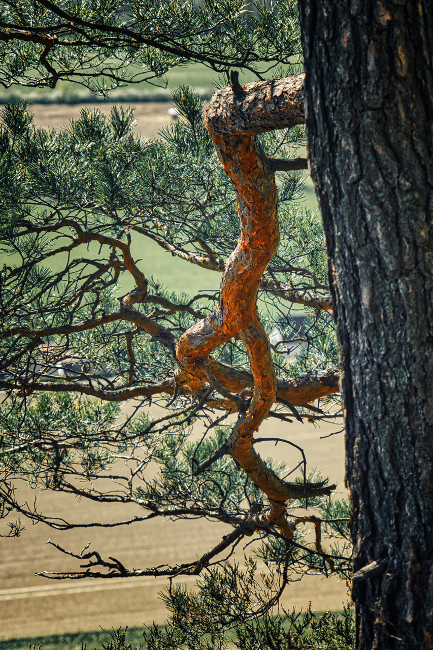 Der Ast | d-pixx.de Forum