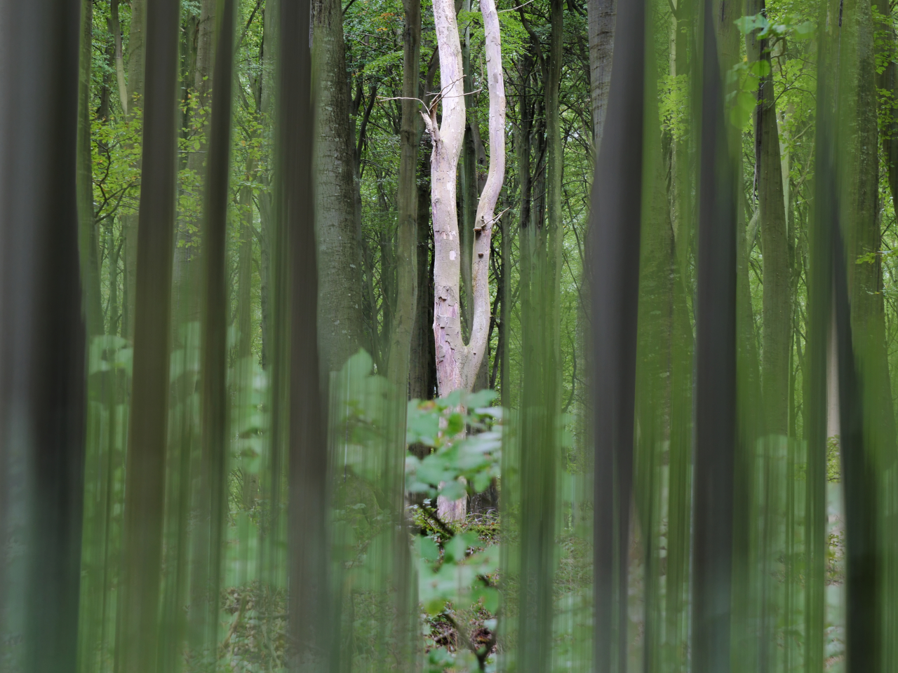 Der in der Mitte | d-pixx.de Forum