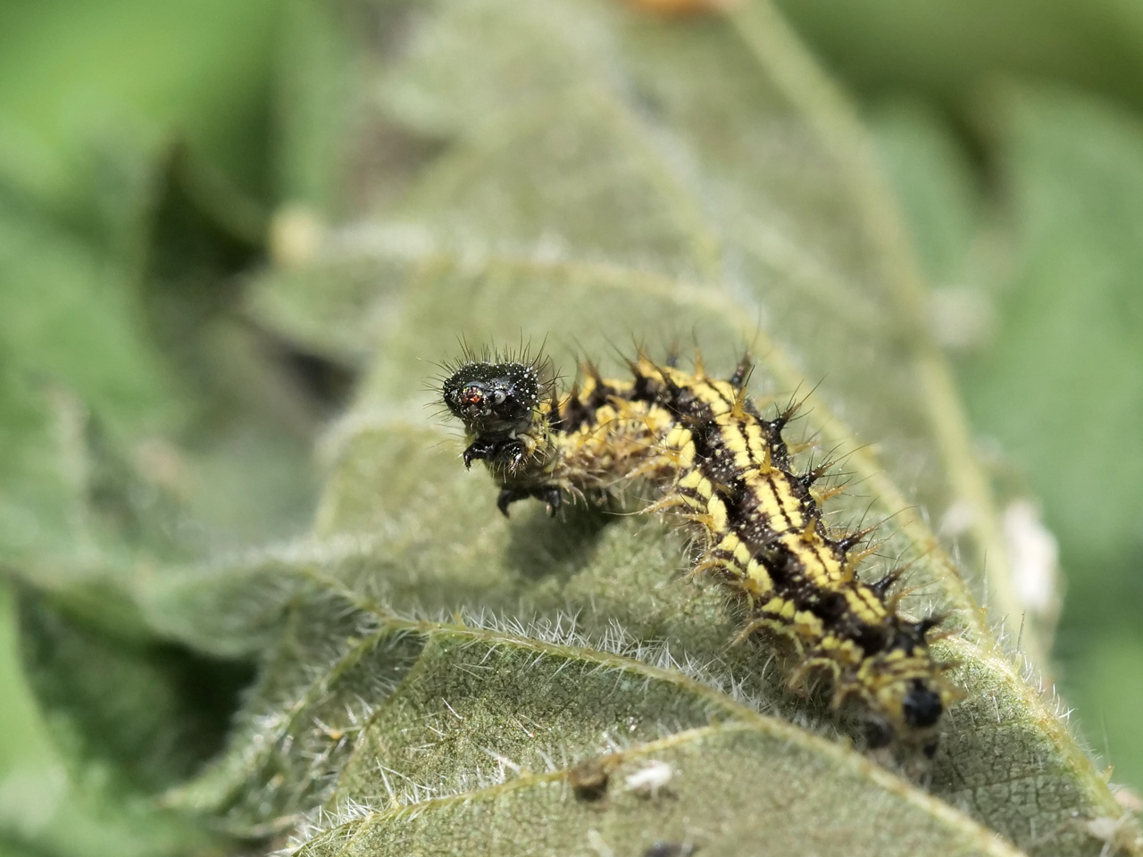 Der starre Blick | d-pixx.de Forum