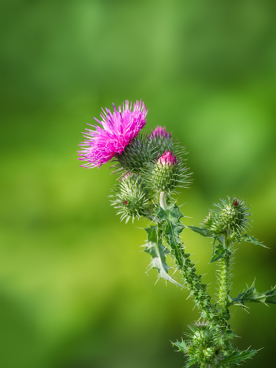 Distel | d-pixx.de Forum