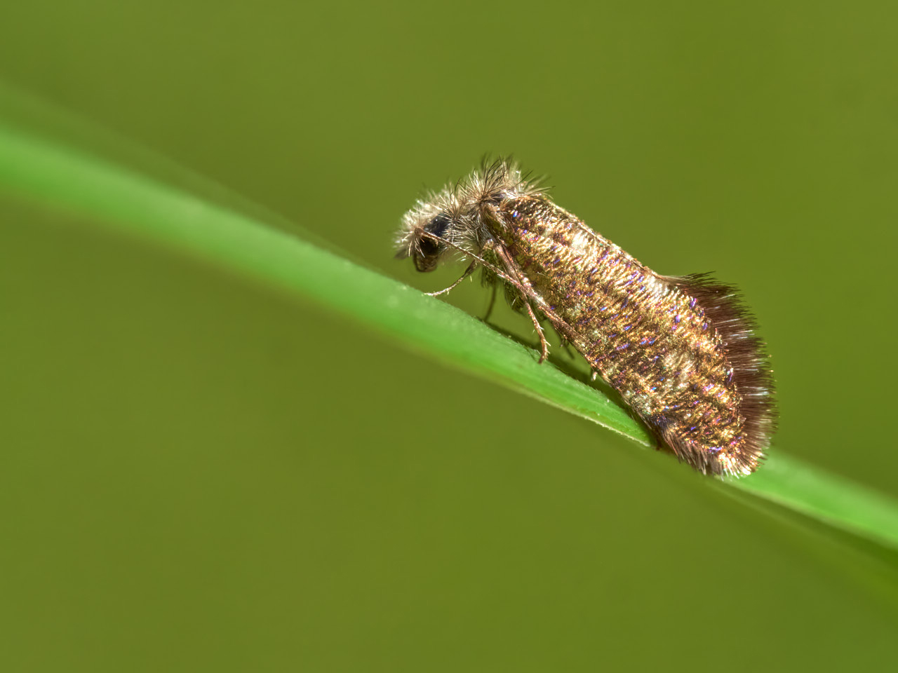 Eichen-Trugmotte | d-pixx.de Forum