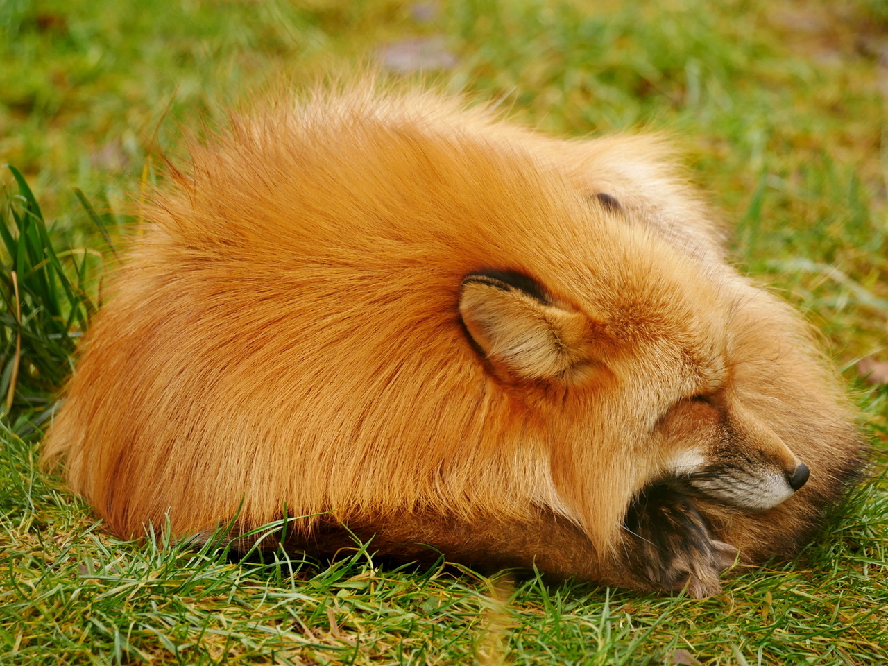 Erst ein Nickerchen... | d-pixx.de Forum