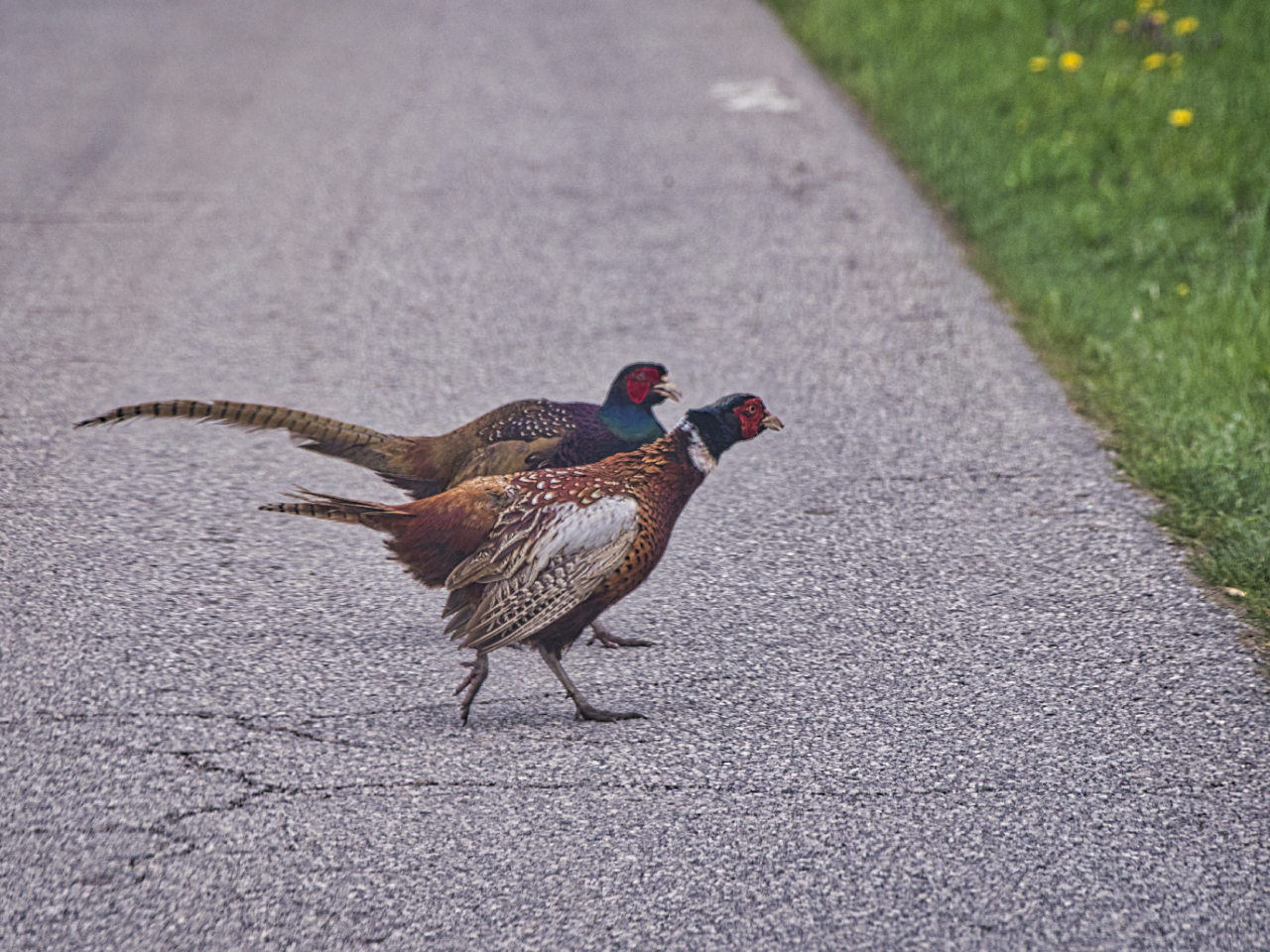 Fasane | d-pixx.de Forum