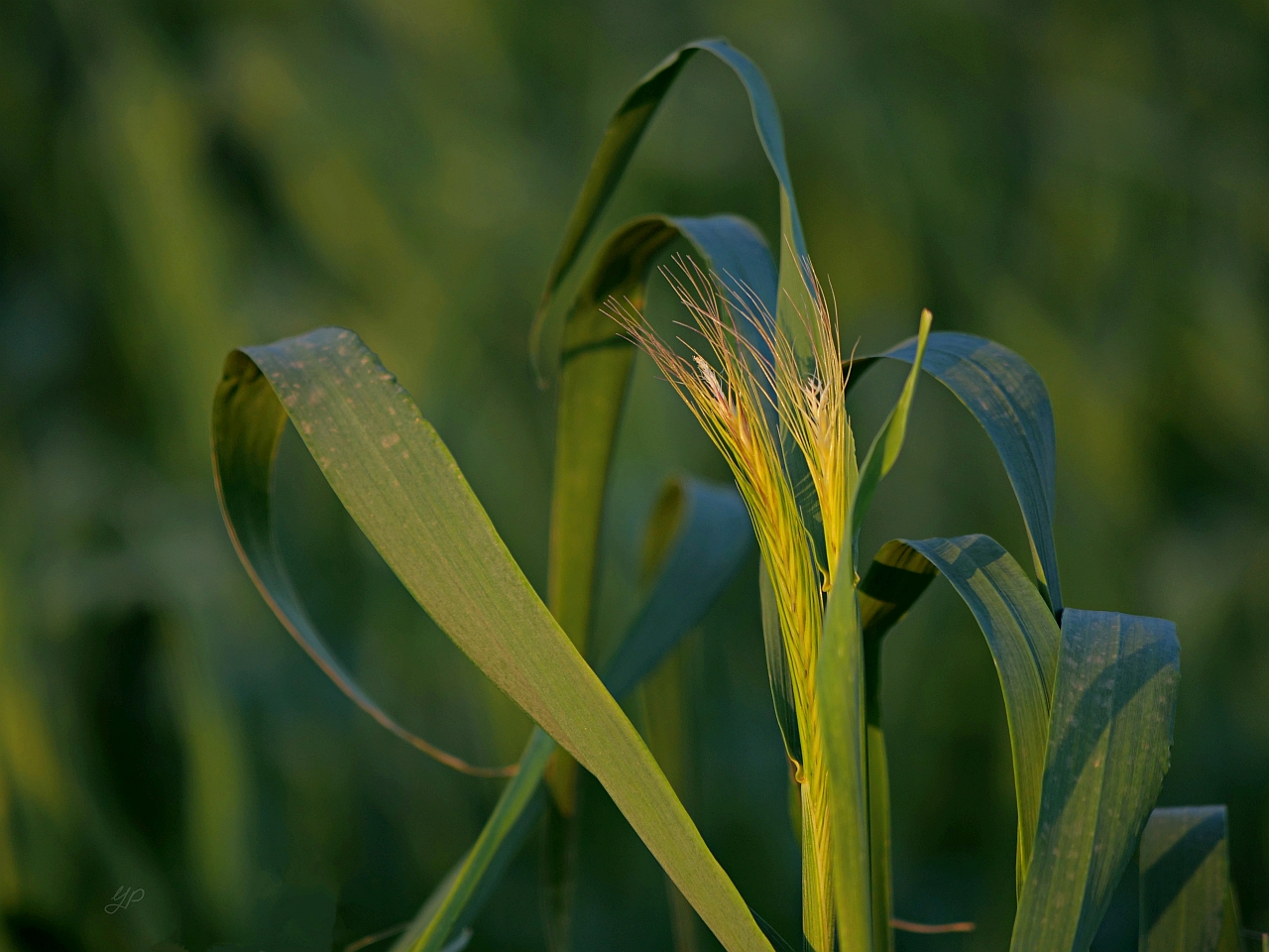 Gerade erst dabei, das Licht der Welt zu erblicken | d-pixx.de Forum