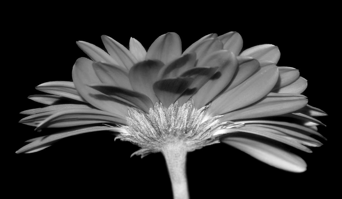 Gerbera in s/w | d-pixx.de Forum