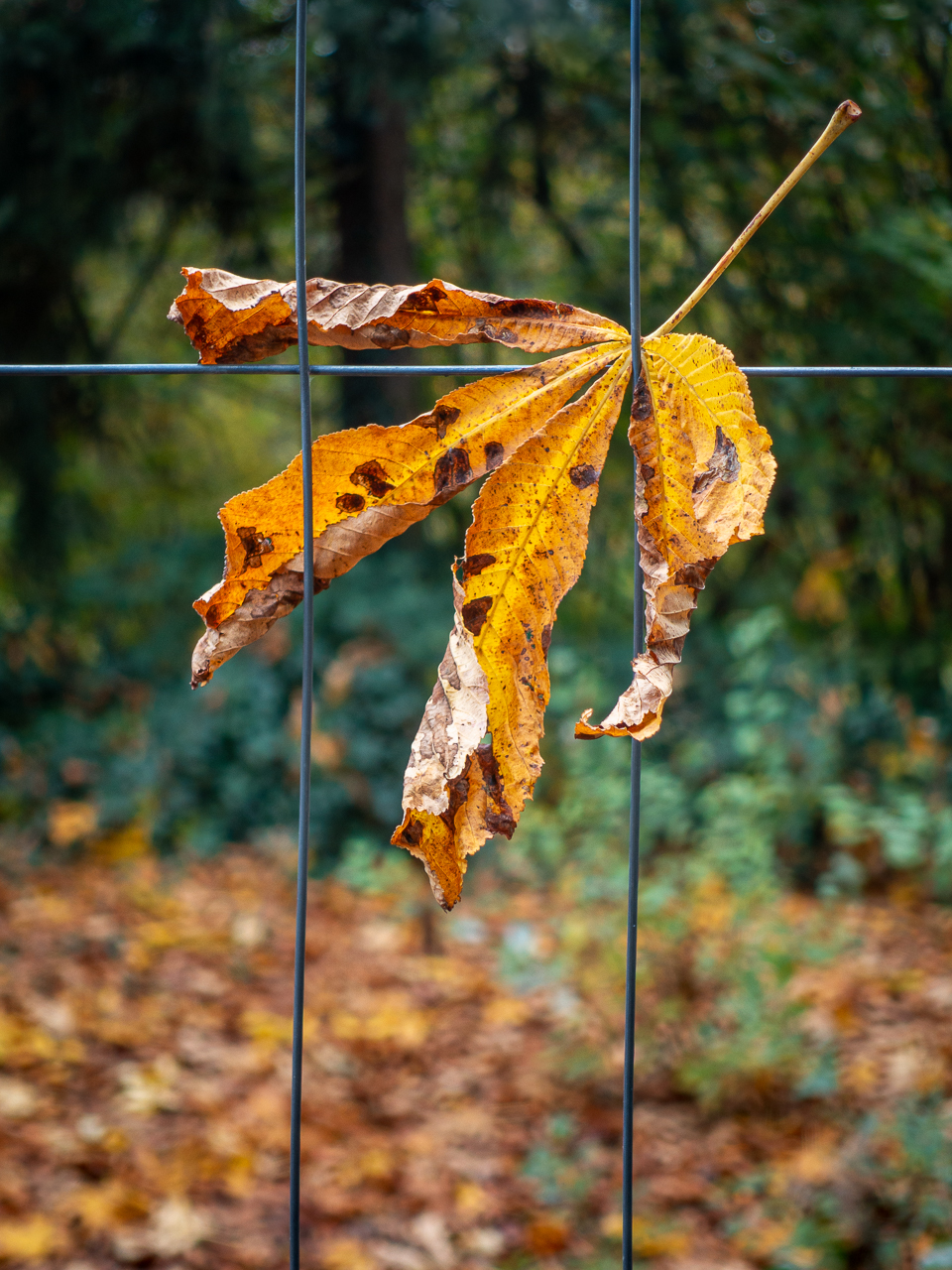 Hängen geblieben ... | d-pixx.de Forum