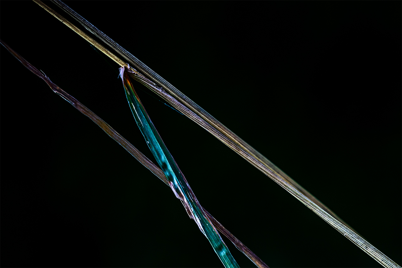 Halme | d-pixx.de Forum