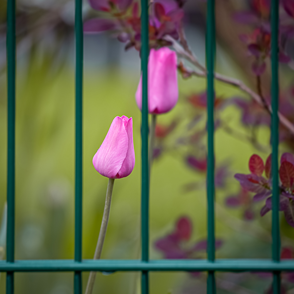 hinter-Gittern.jpg | d-pixx.de Forum