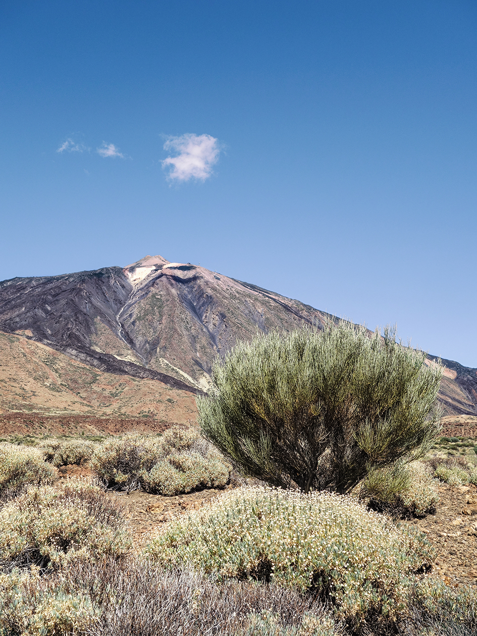 Igelbusch | d-pixx.de Forum