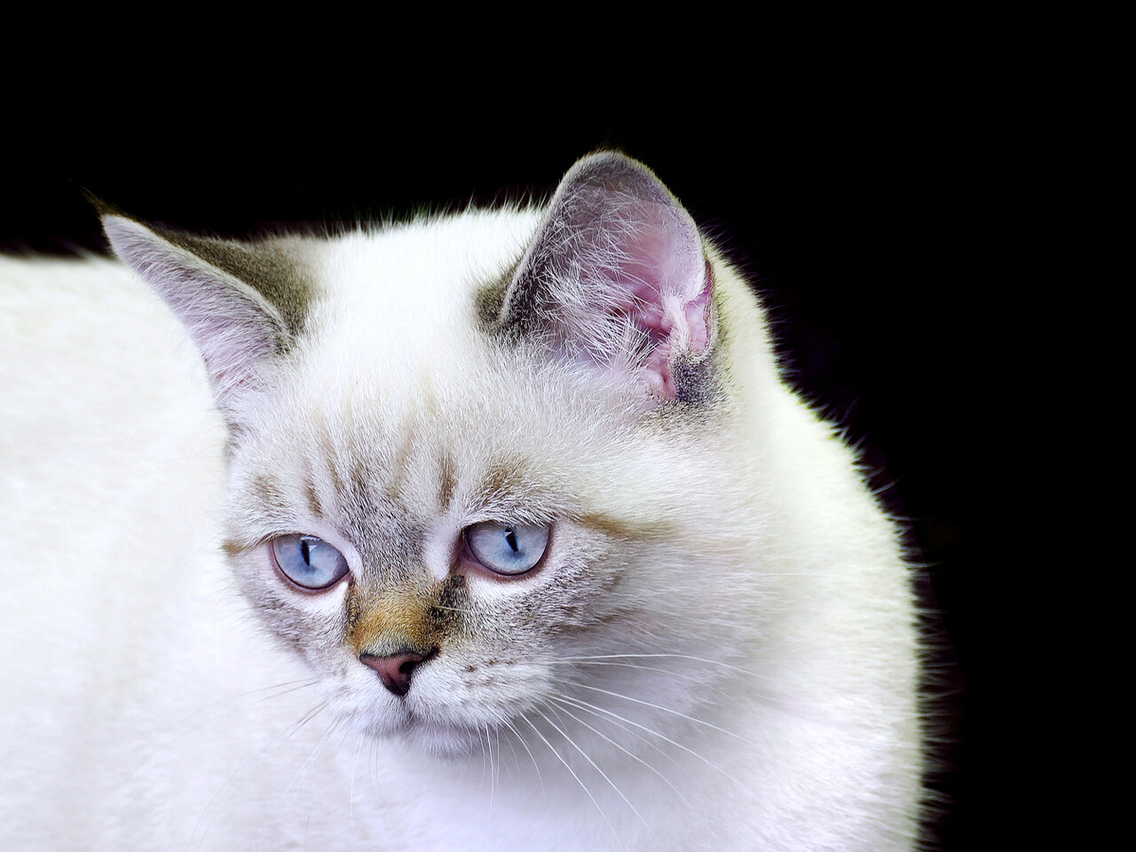 Junge Kartäuser-Katze 2 | d-pixx.de Forum