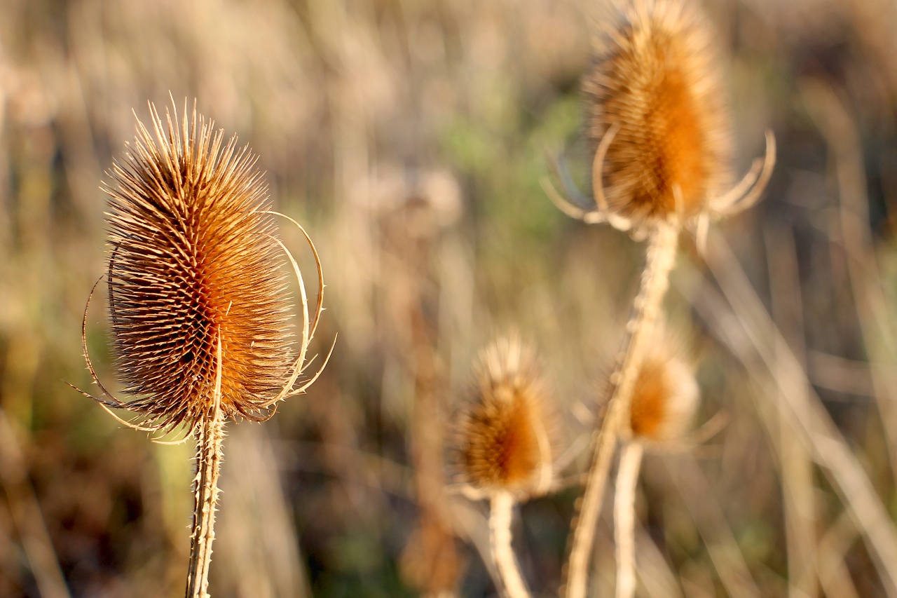 Karde | d-pixx.de Forum