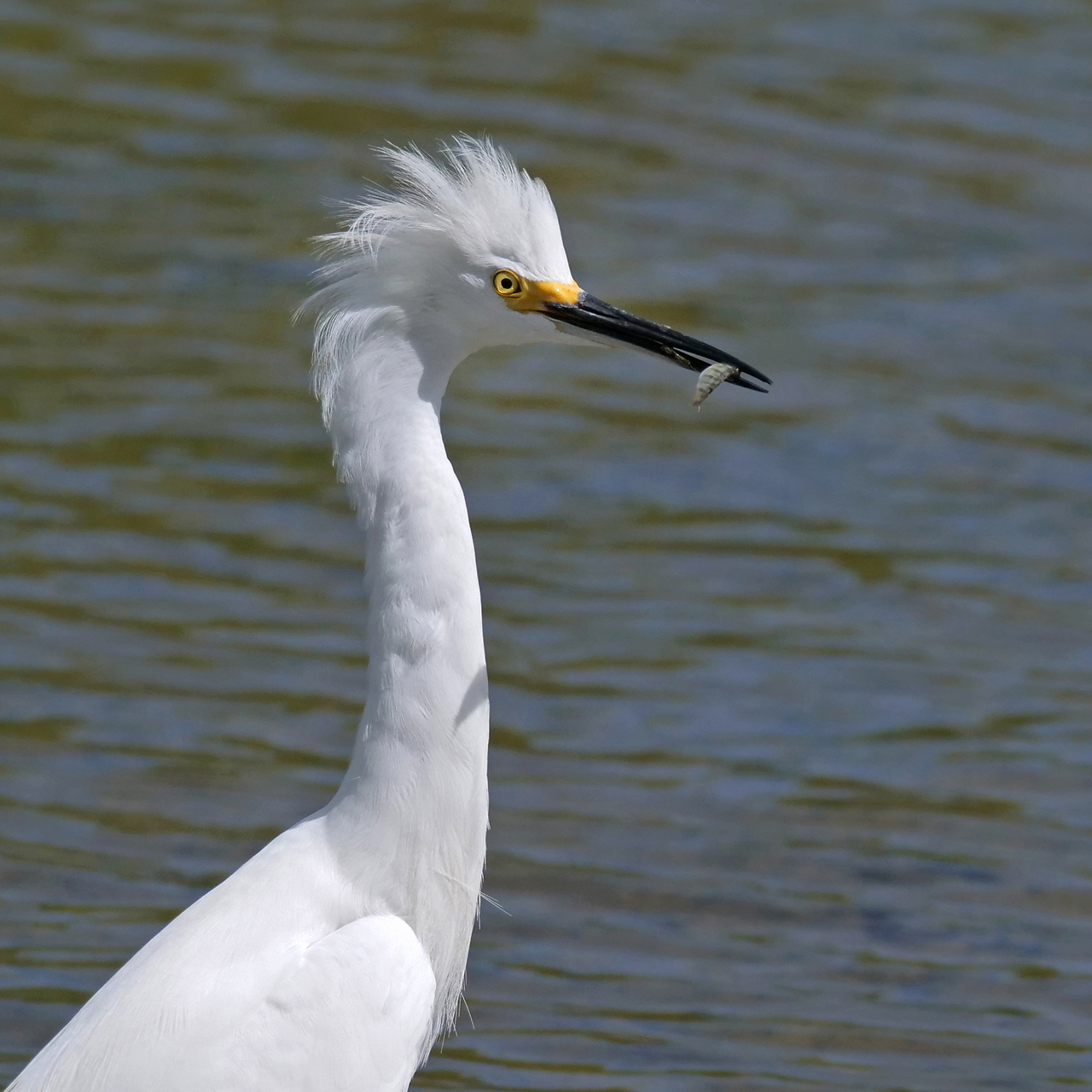 Kleiner Fang | d-pixx.de Forum