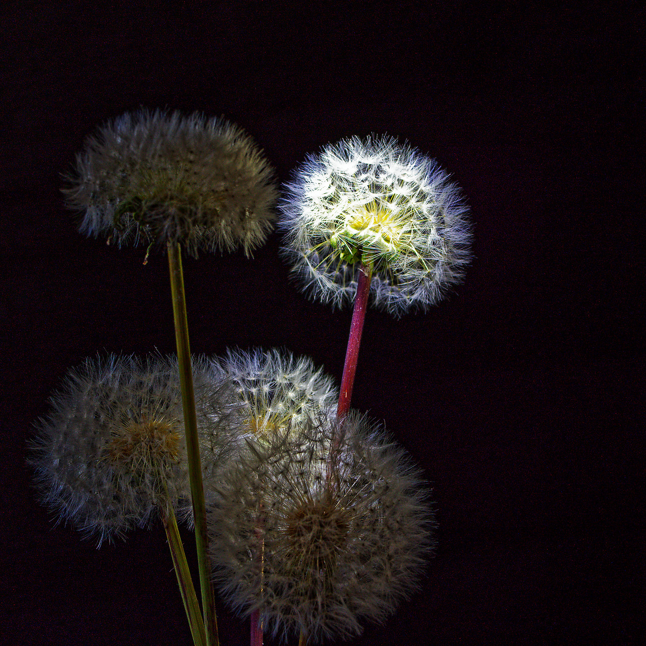 Lichtspiele | d-pixx.de Forum