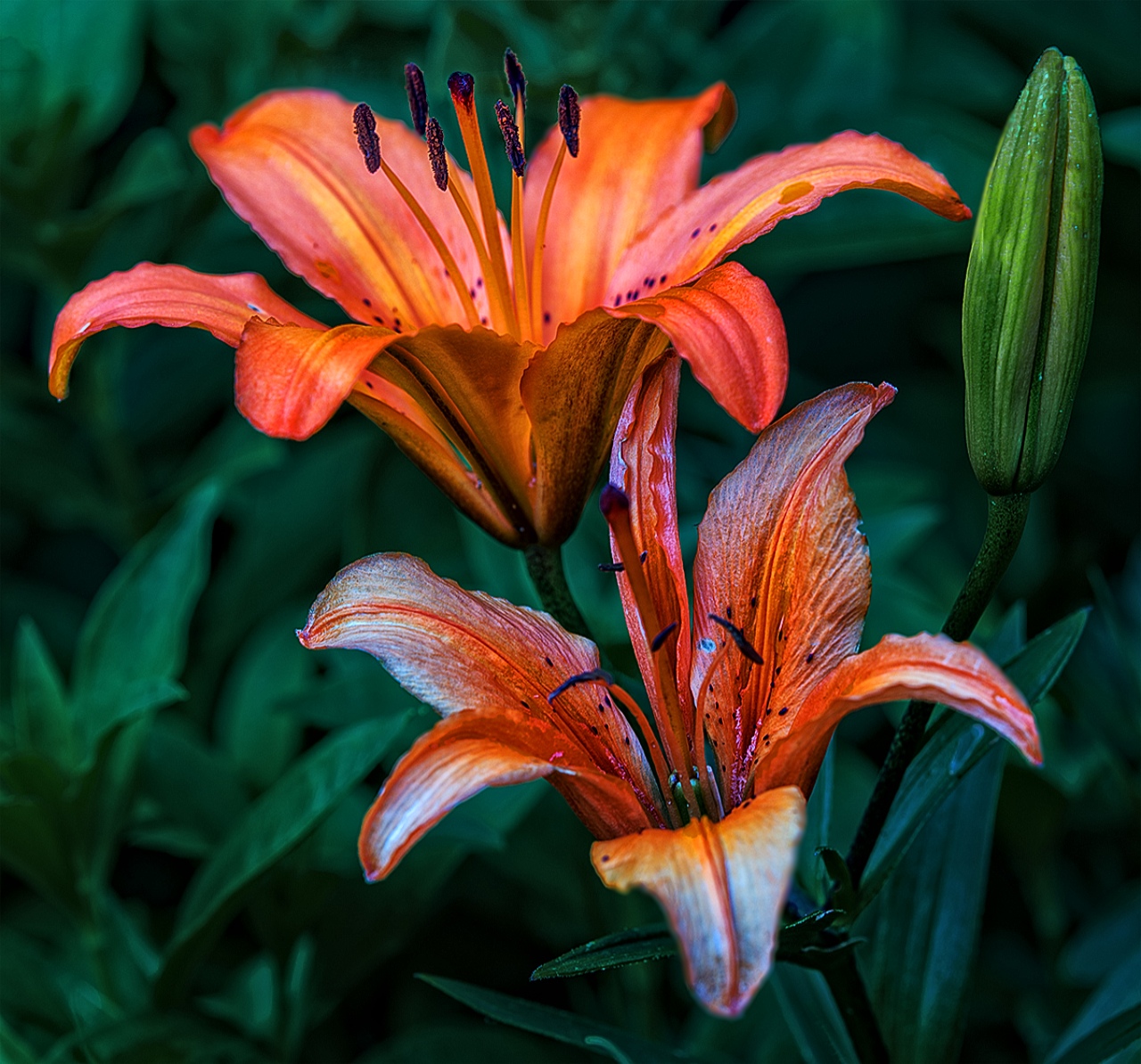 Lilien | d-pixx.de Forum