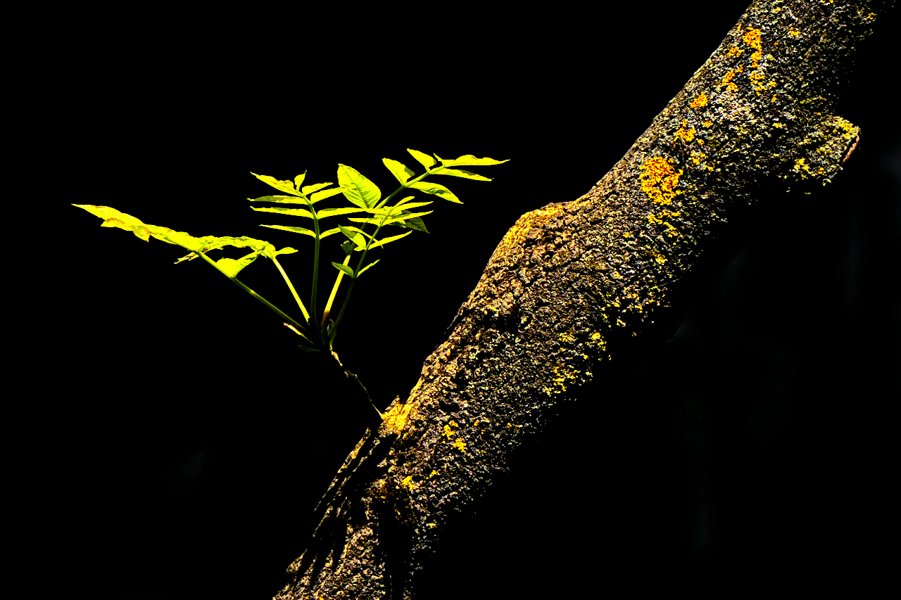 neuer Trieb | d-pixx.de Forum