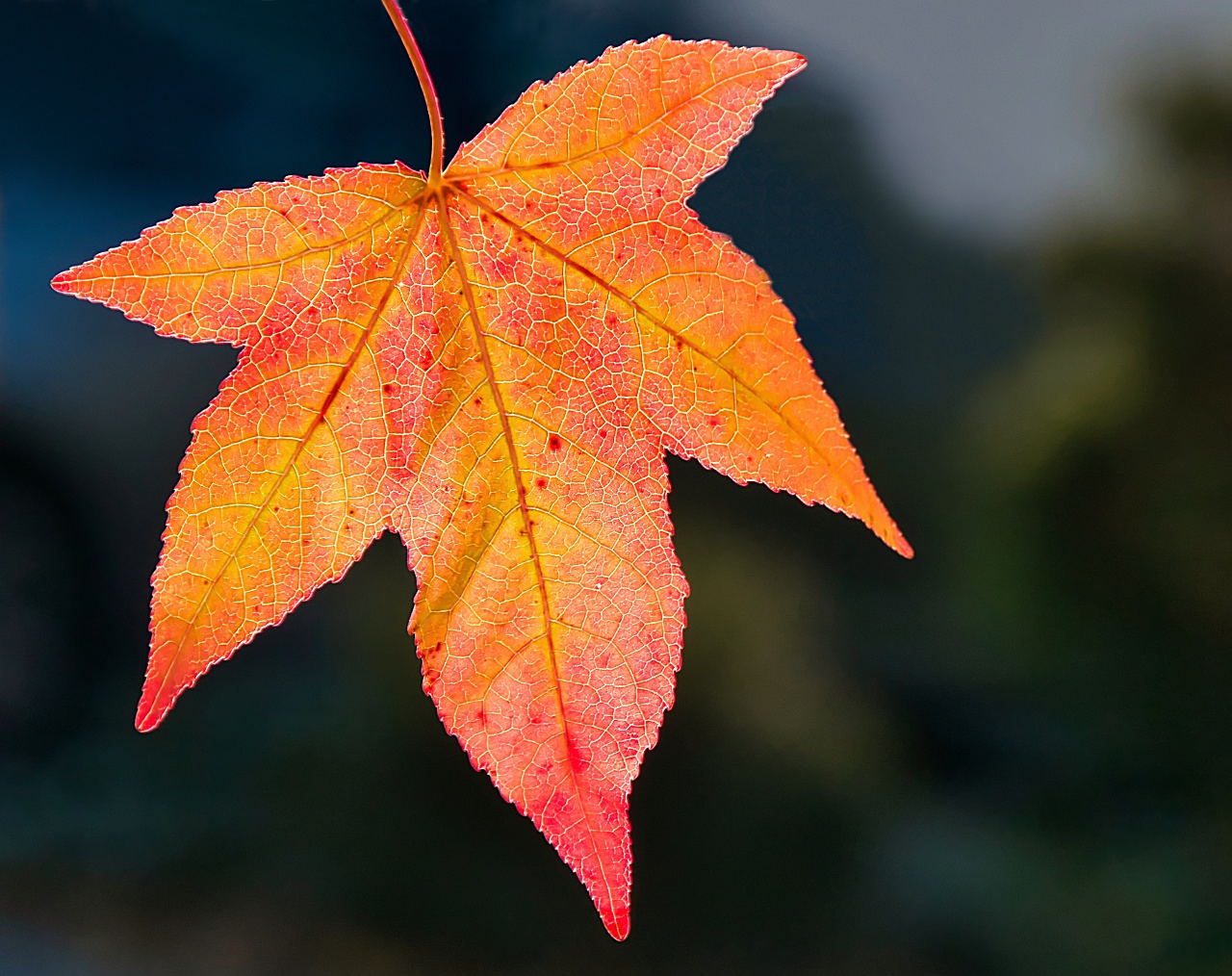 Nur ein Blatt | d-pixx.de Forum
