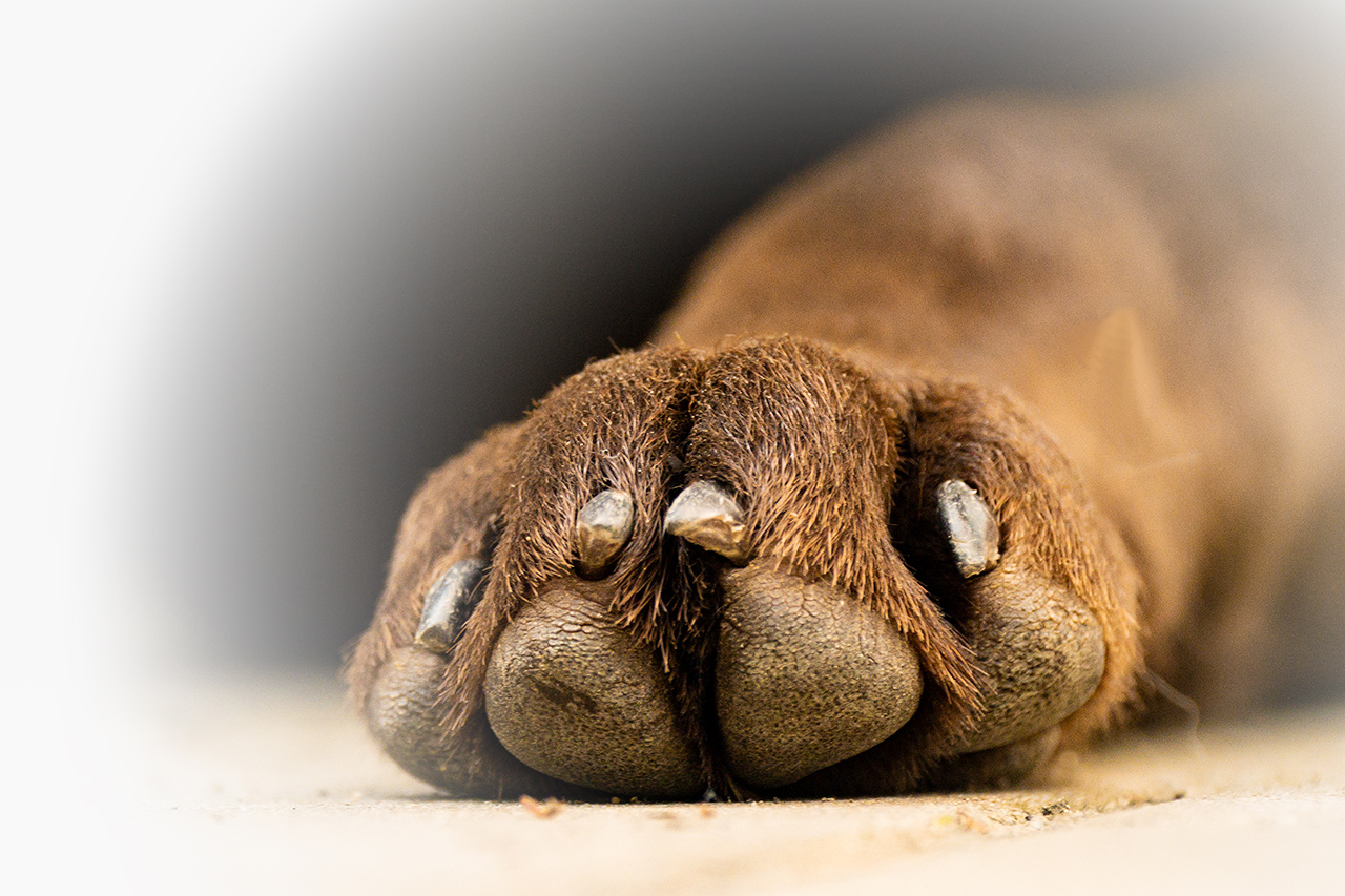 Pfote... | d-pixx.de Forum