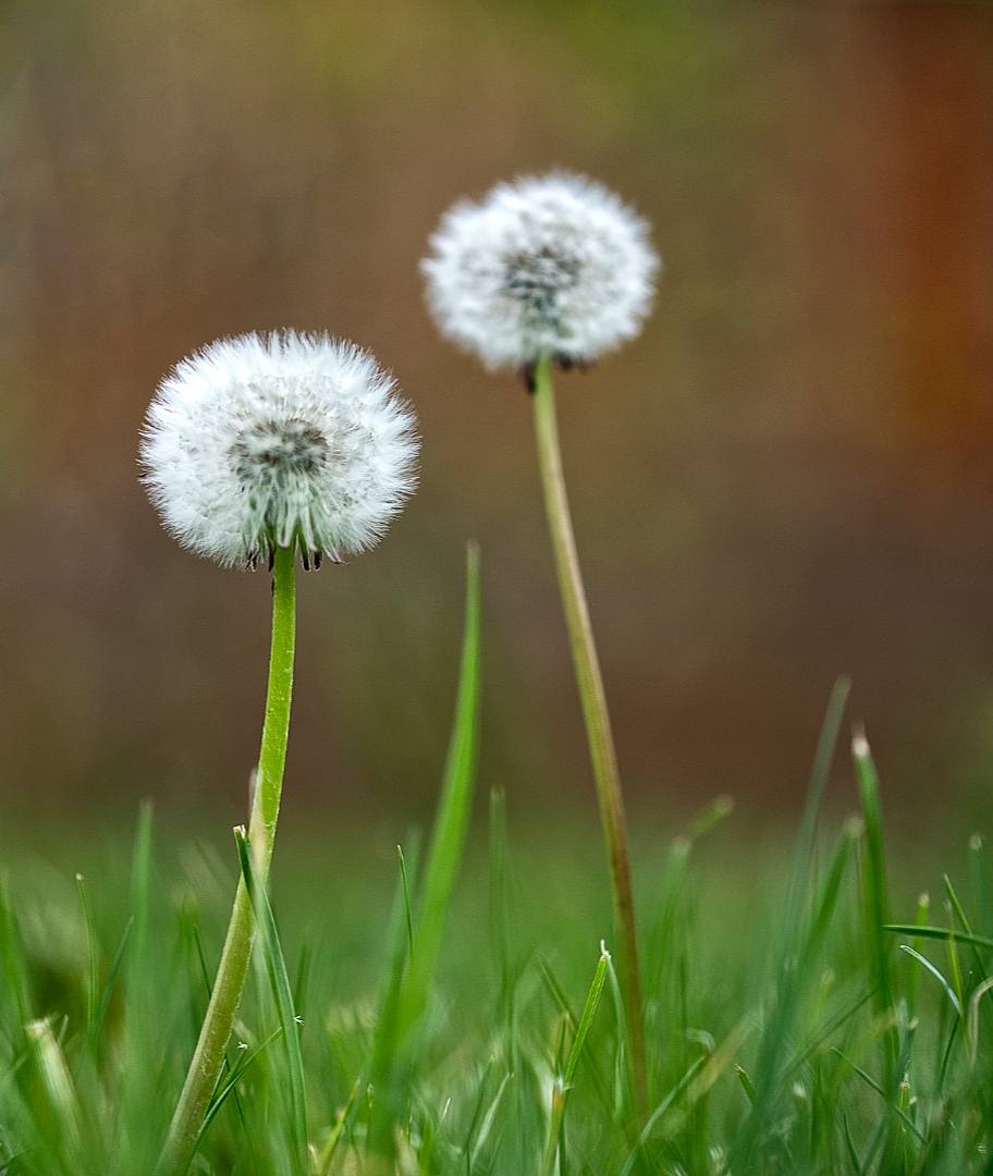 Pusteblumen | d-pixx.de Forum