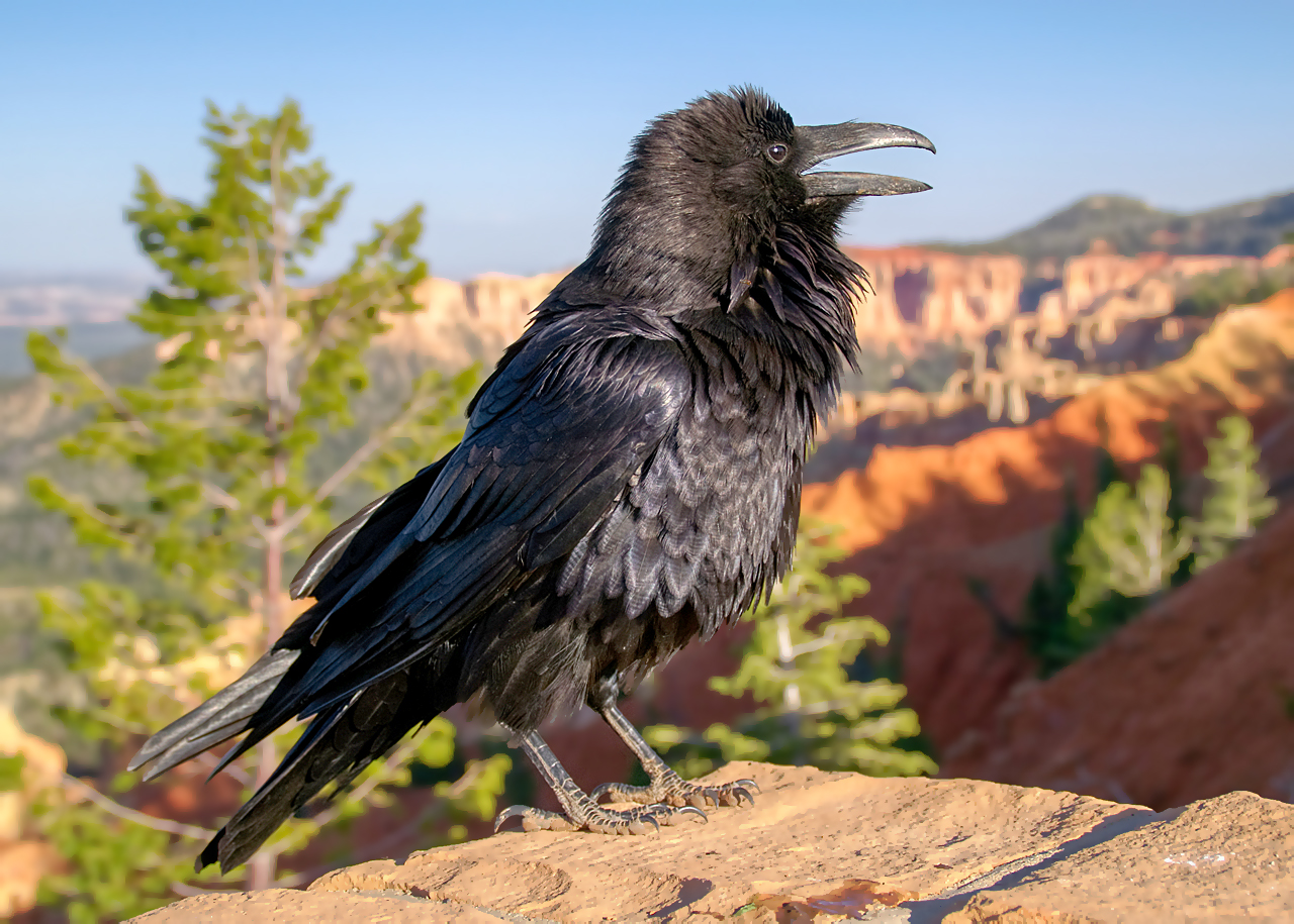 Rabe | d-pixx.de Forum