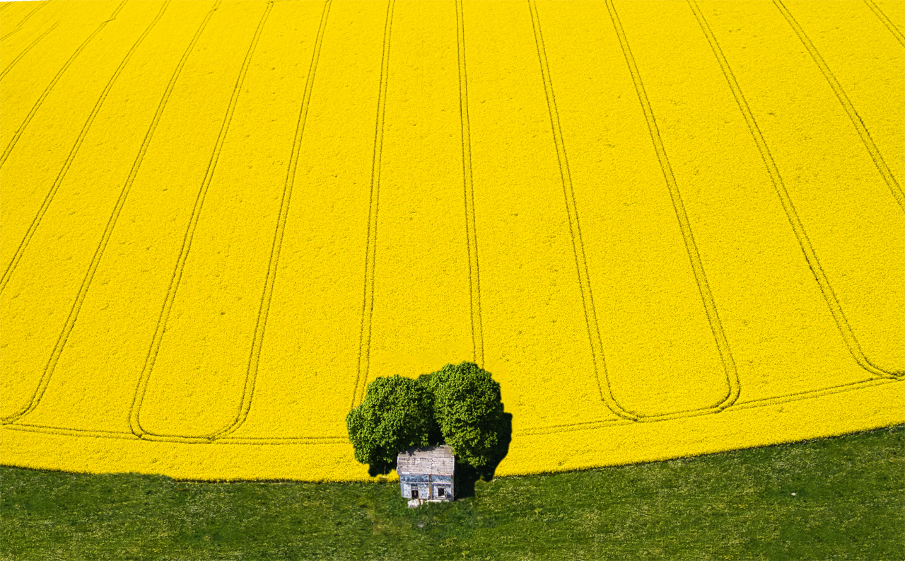 Raps | d-pixx.de Forum