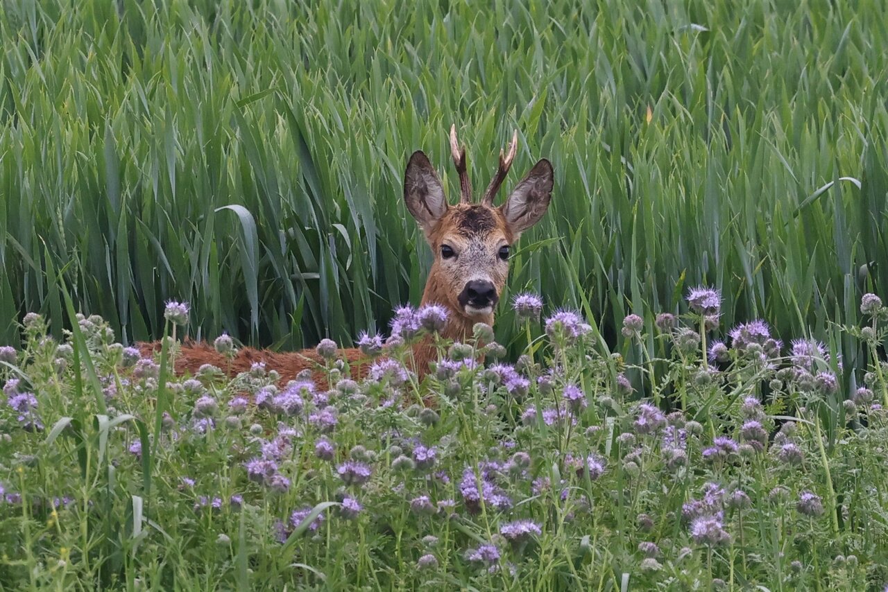 Rehbock | d-pixx.de Forum