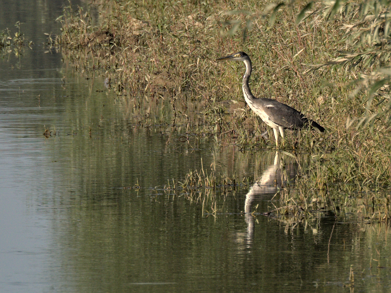 Reiher II | d-pixx.de Forum