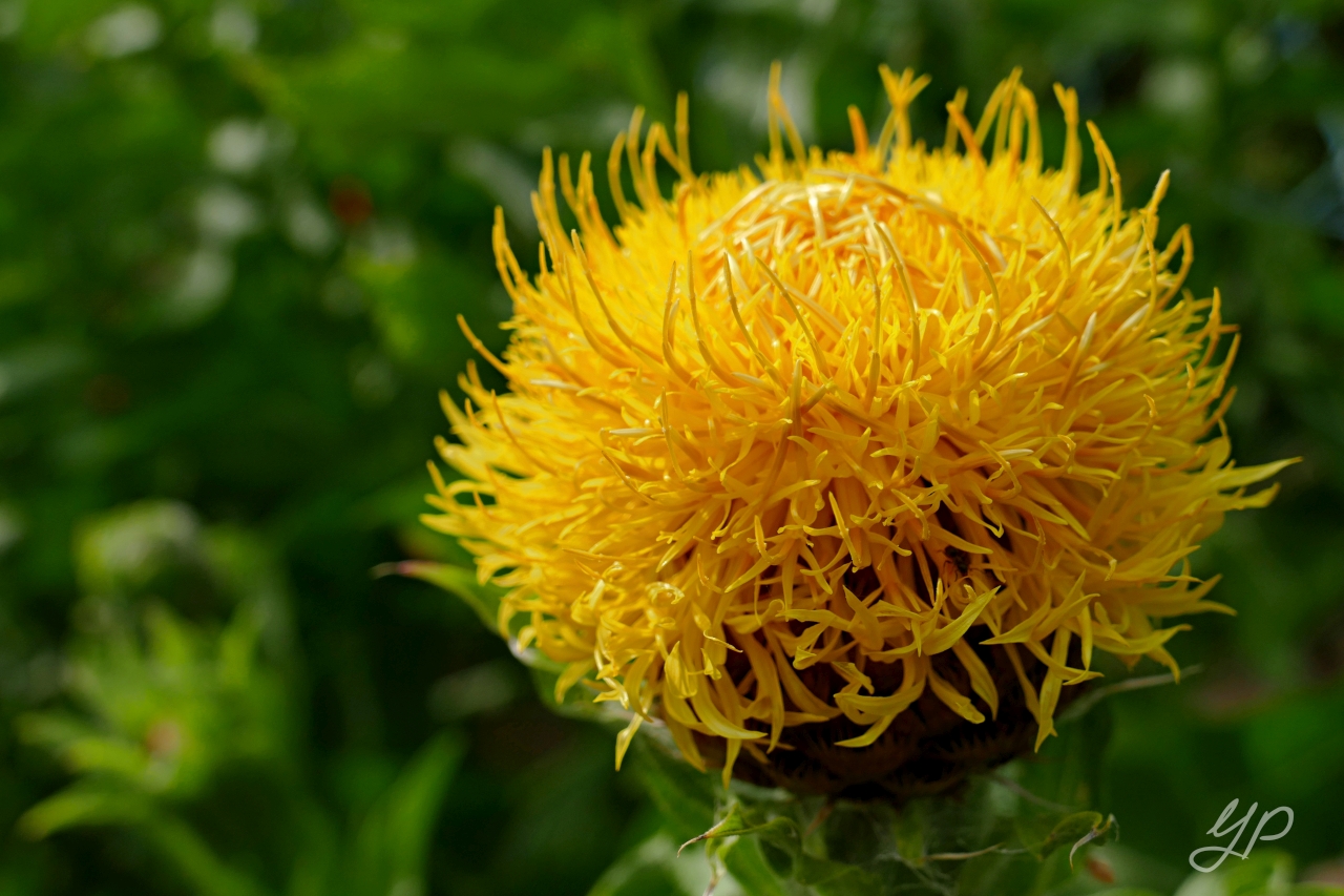 Riesig | d-pixx.de Forum