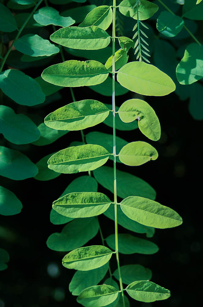 Robinie | d-pixx.de Forum