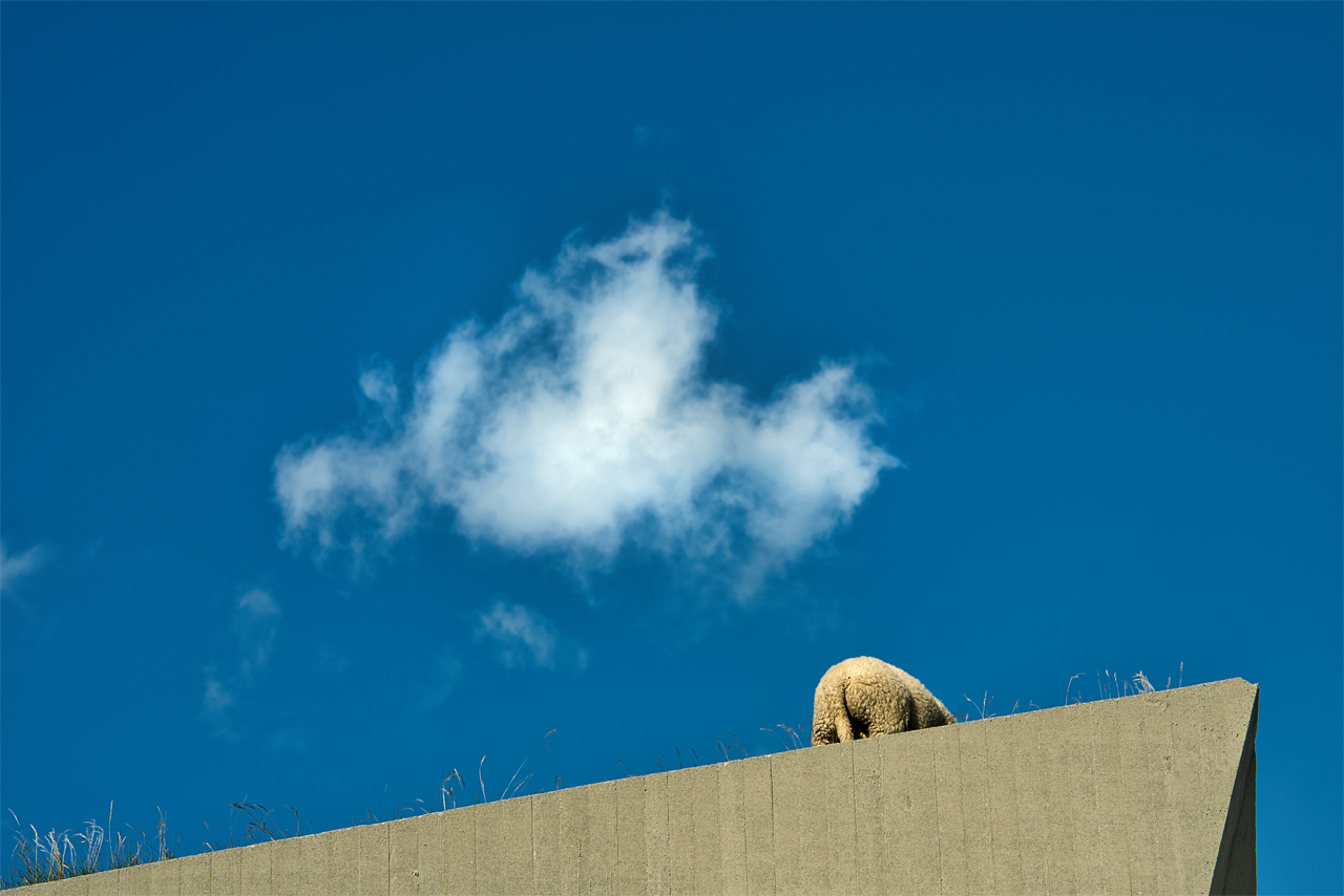 Schäfchen(Wolke) | d-pixx.de Forum