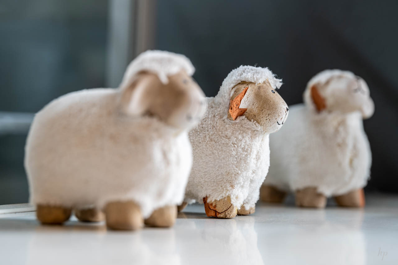 Schaf - unschaf | d-pixx.de Forum