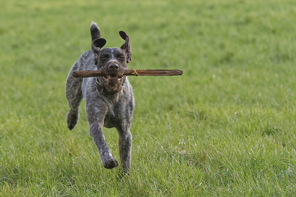 Silas | d-pixx.de Forum