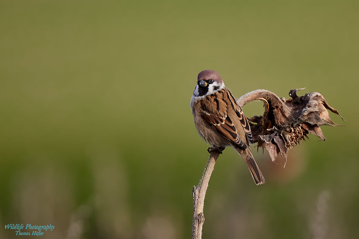 Spatz | d-pixx.de Forum