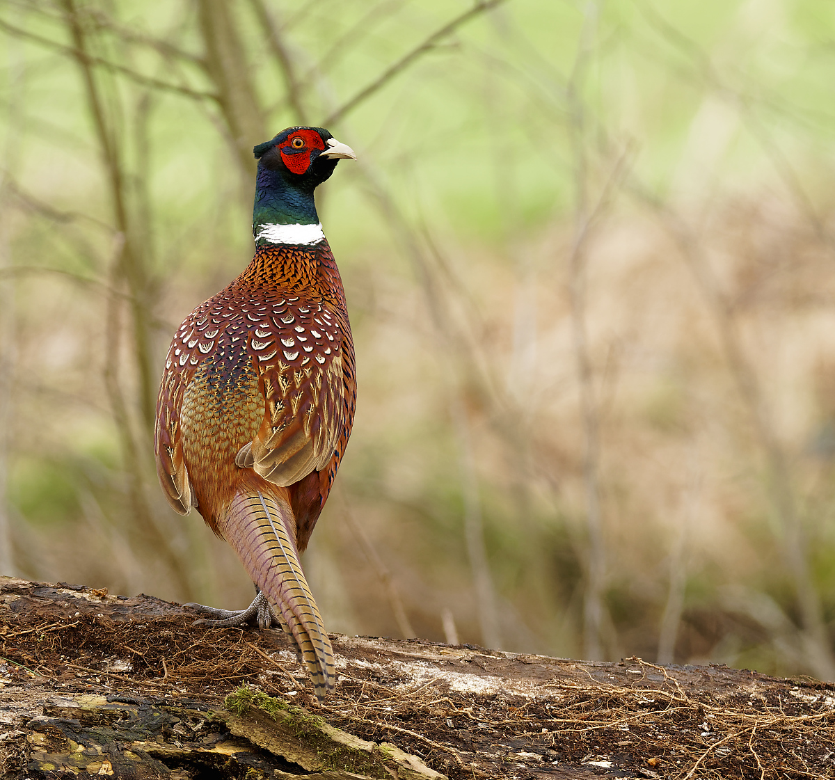 Stolzer Gockel | d-pixx.de Forum