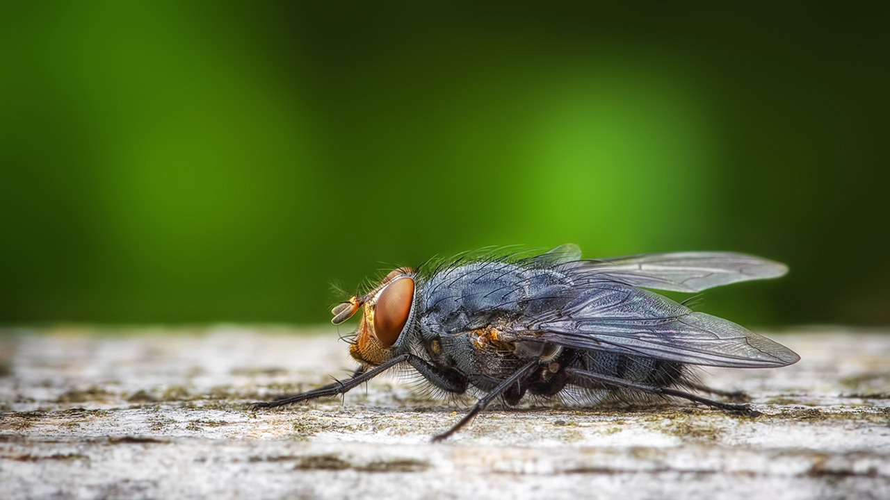 Totenfliege | d-pixx.de Forum