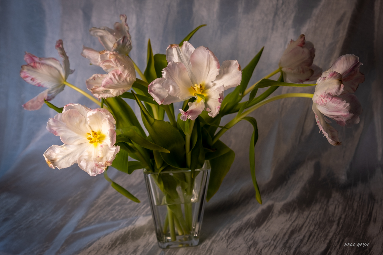 Tulpen | d-pixx.de Forum