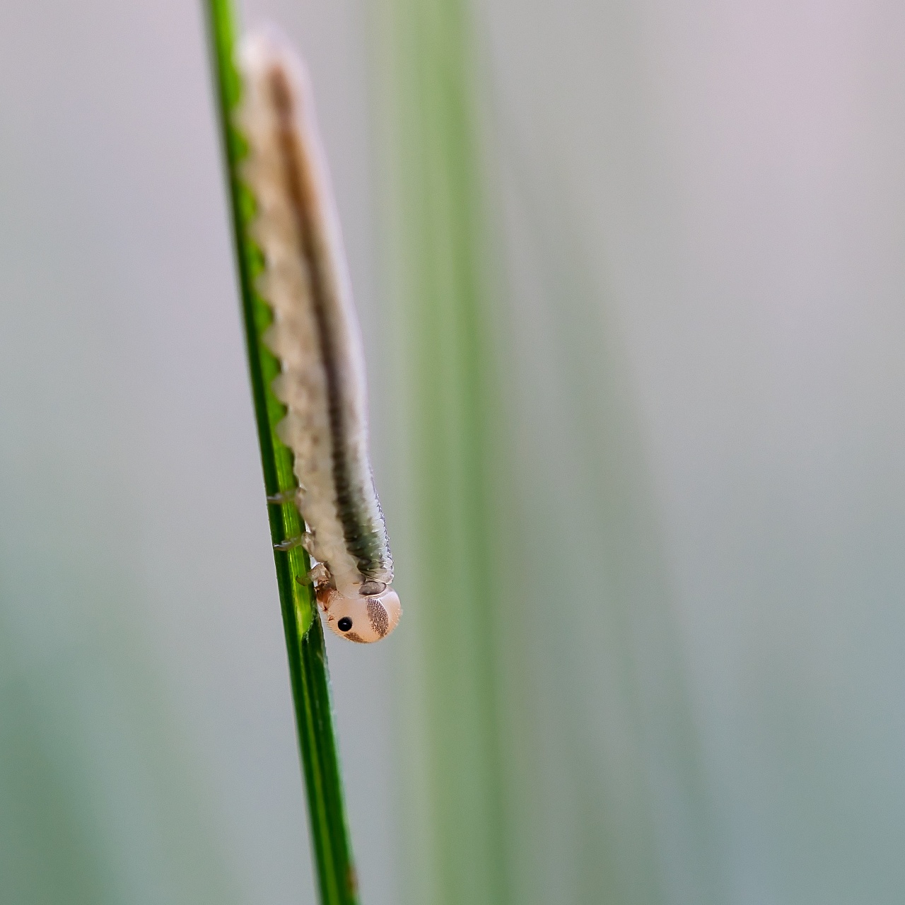 Unter Halmen | d-pixx.de Forum