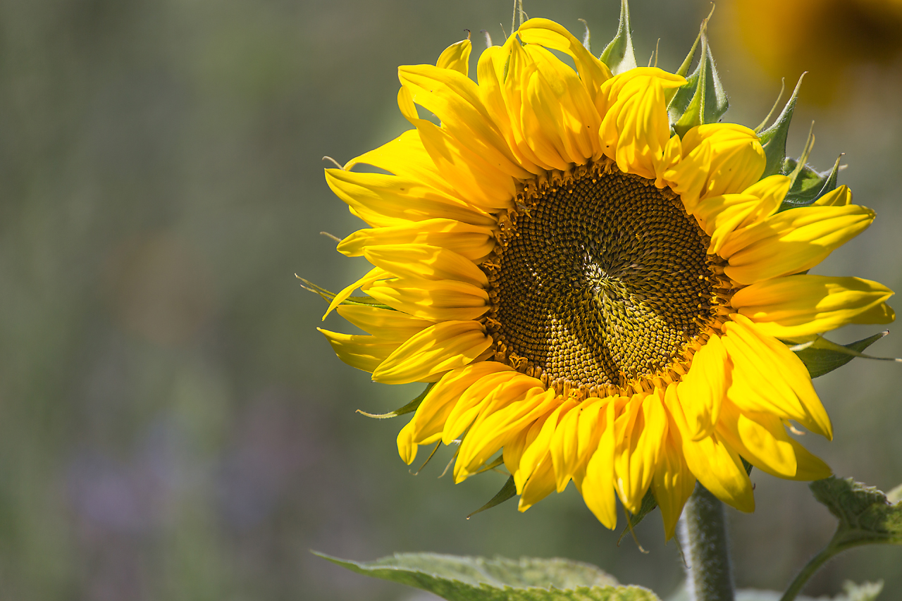Wann wird es endlich wieder Sommer? | d-pixx.de Forum