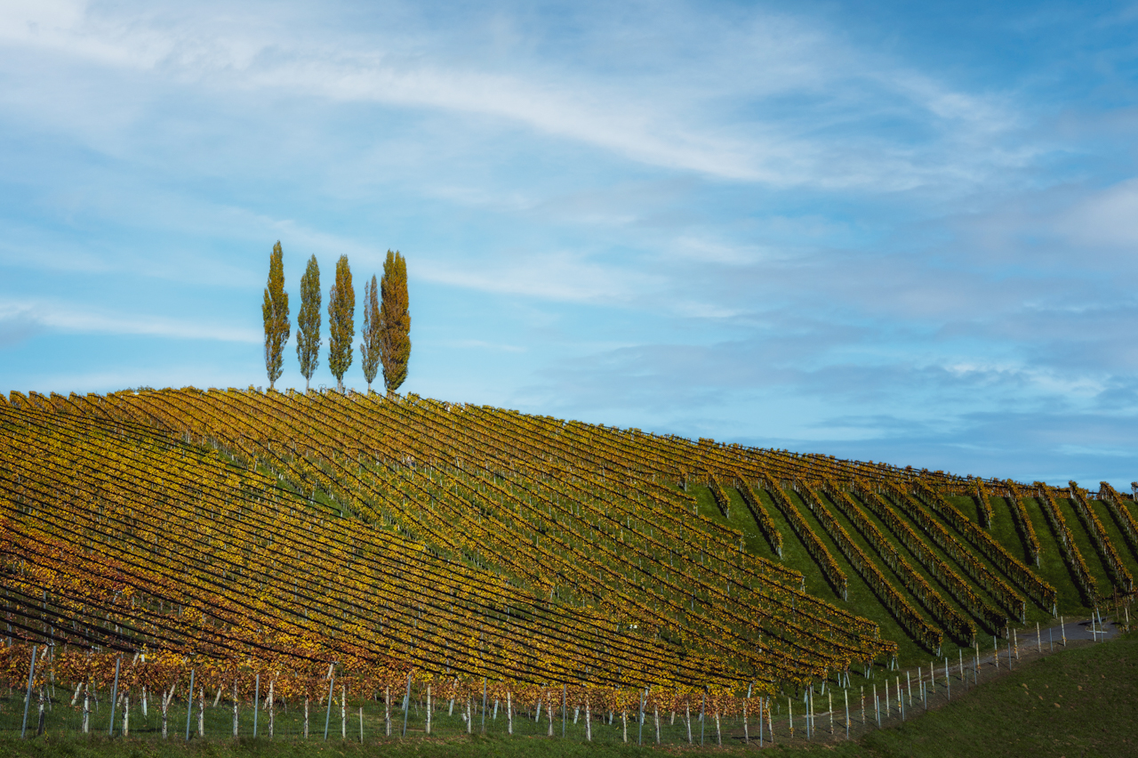 Weinberg.jpg | d-pixx.de Forum