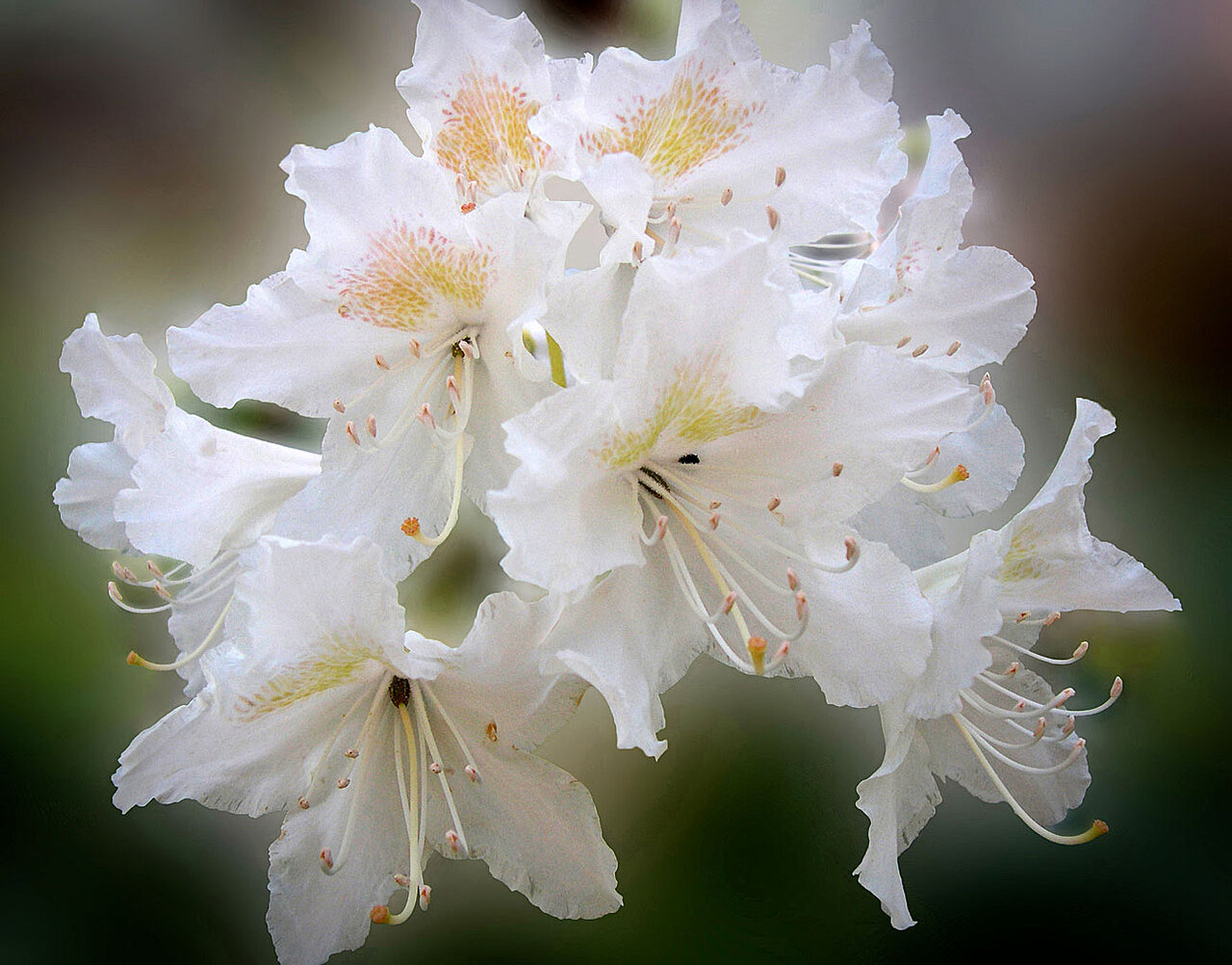 Weiße Azalee | d-pixx.de Forum