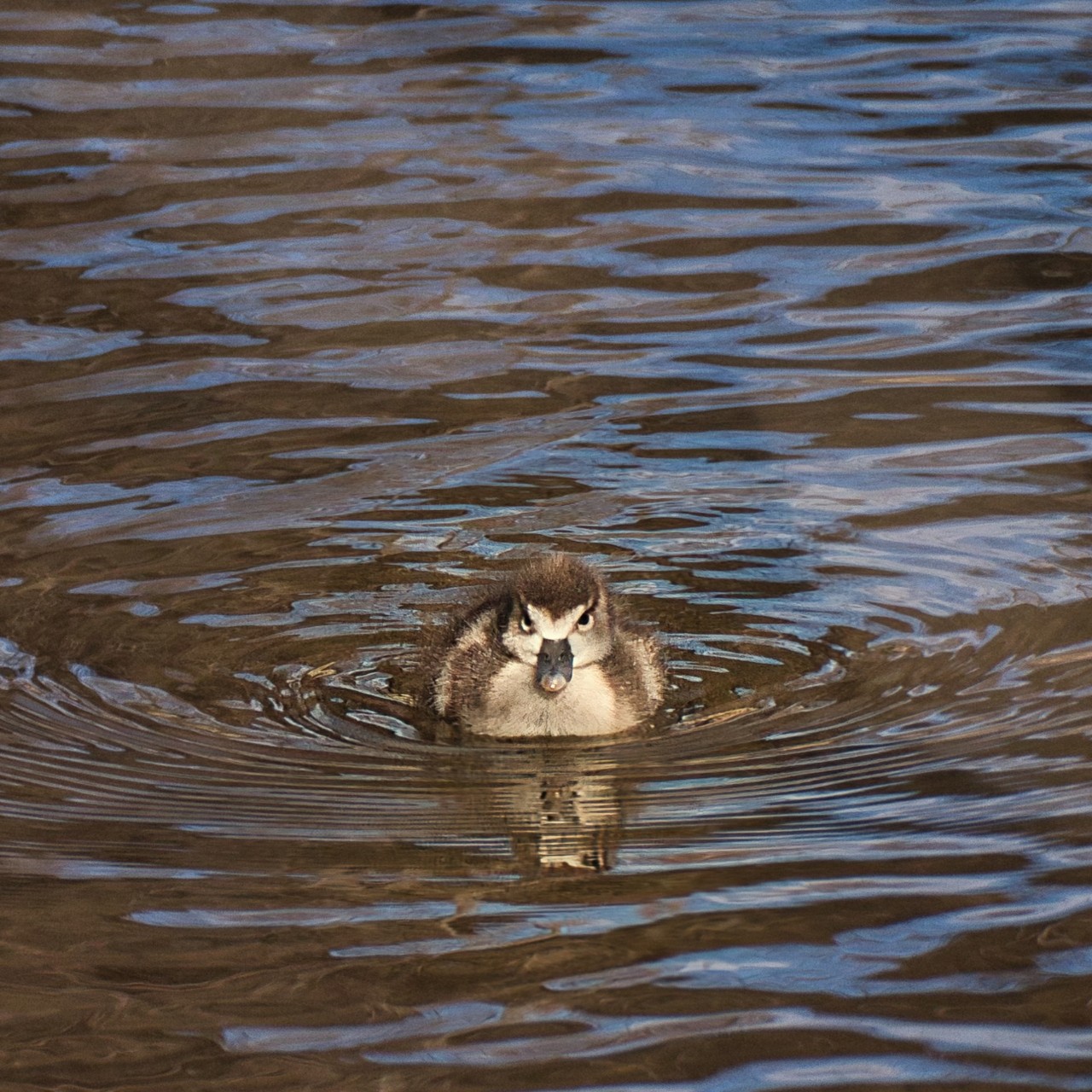 Wenn ich wollen würde, würde ich wollen | d-pixx.de Forum