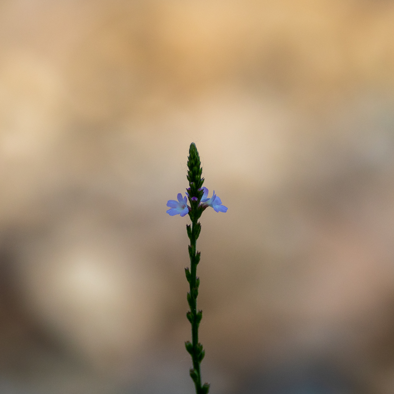 Zart | d-pixx.de Forum